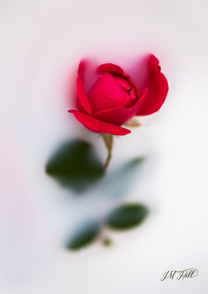 Another Rose Angle: Posted some similar shots in the Photo Gallery a ...