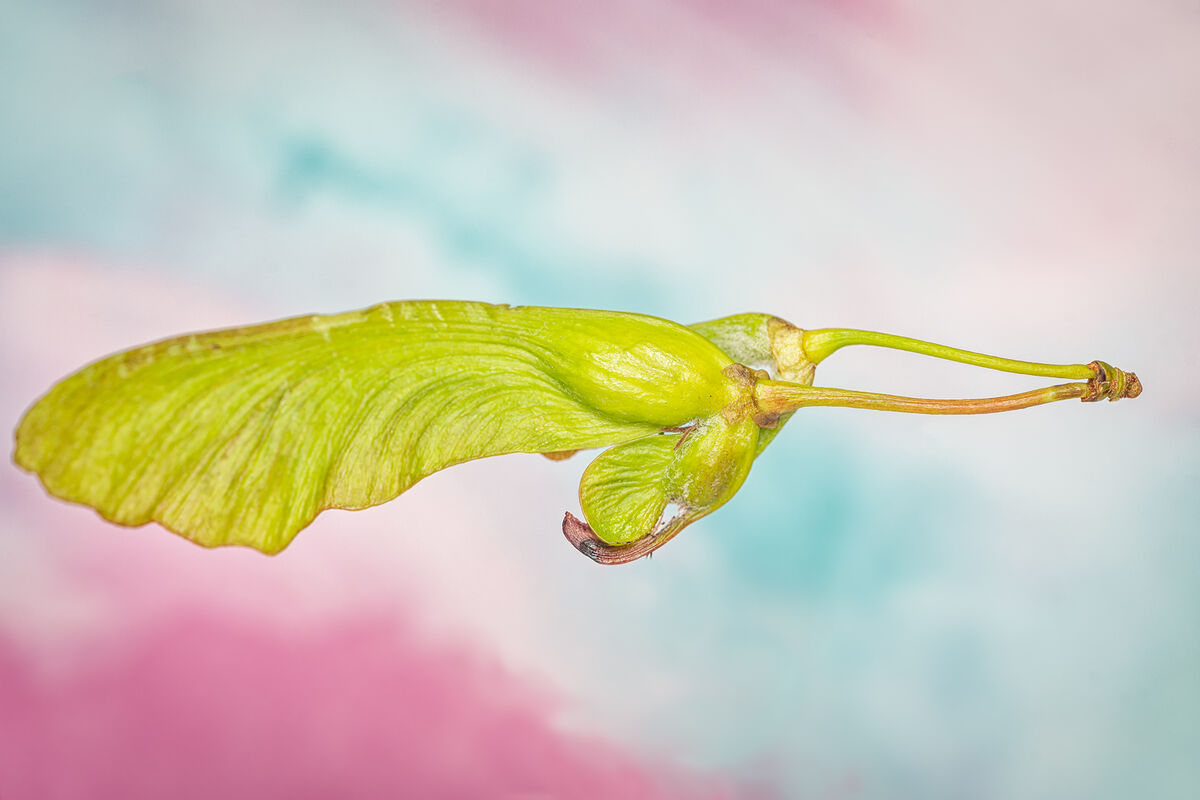 Macro Image of a Maple Tree Seed: We've had strong winds and rain like ...