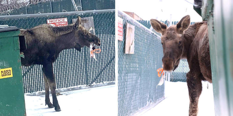 Guy spots Moose by dumpster — Then sees what's in his mouth: https ...