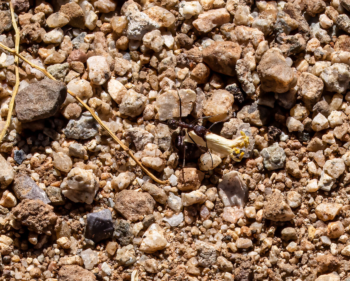 Just a day in the life: Of a Harvester Ant worker...
