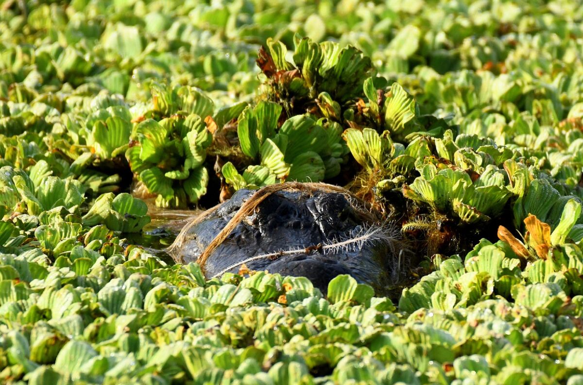 Okay...Probably should be in Bird category! Our first day back at Lake ...