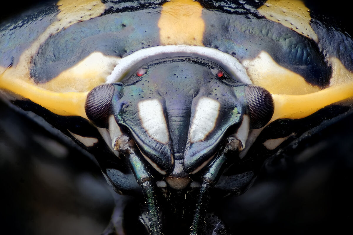 Focused Stacked Image of a Harlequin Bug: This is a focused stacked ...