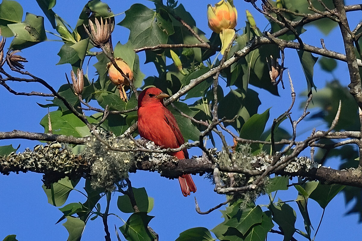Summer tanager: Male and female (yellow). Bynum Bridge, central NC ...