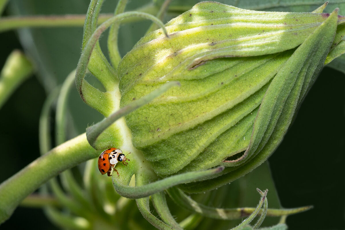 Macro Image of Ladybug: Caught this little ladybug roaming around on ...