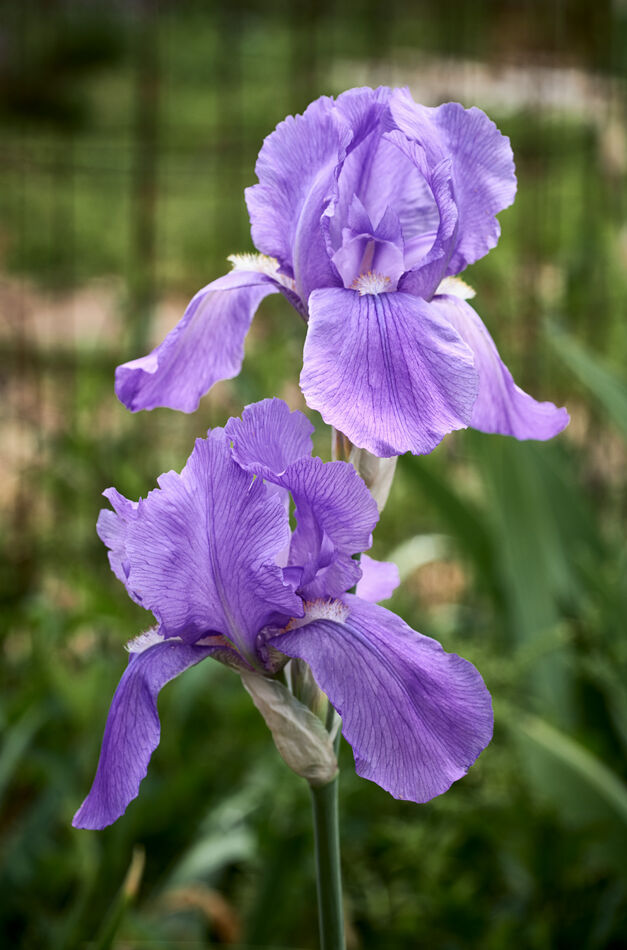 My Favorite Iris and some Snapdragons: Of my wife's many irises this is ...