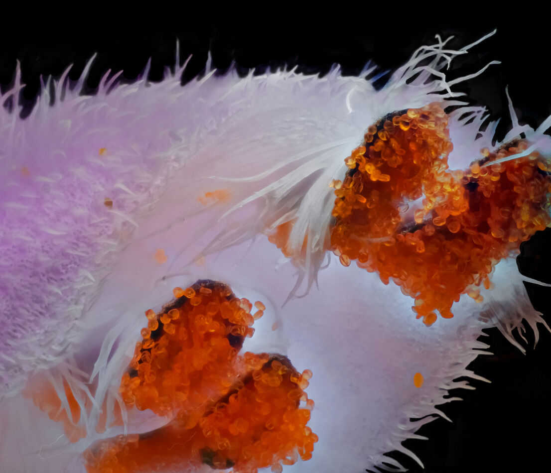 Focused Stacked Image of Nettle Pollen: This is a 10X magnification ...