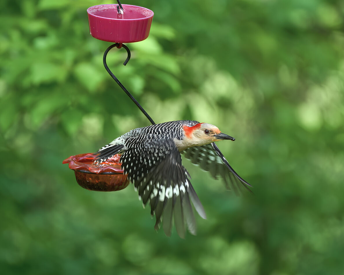 Woodpecker Exiting Jelly Feeder: This is located in a semi-shaded area ...