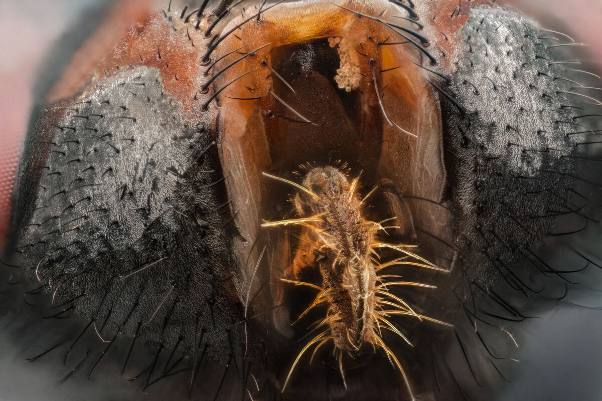 Focused Stacked Image of Fly Mouthparts: This is a focused stacked 10X ...