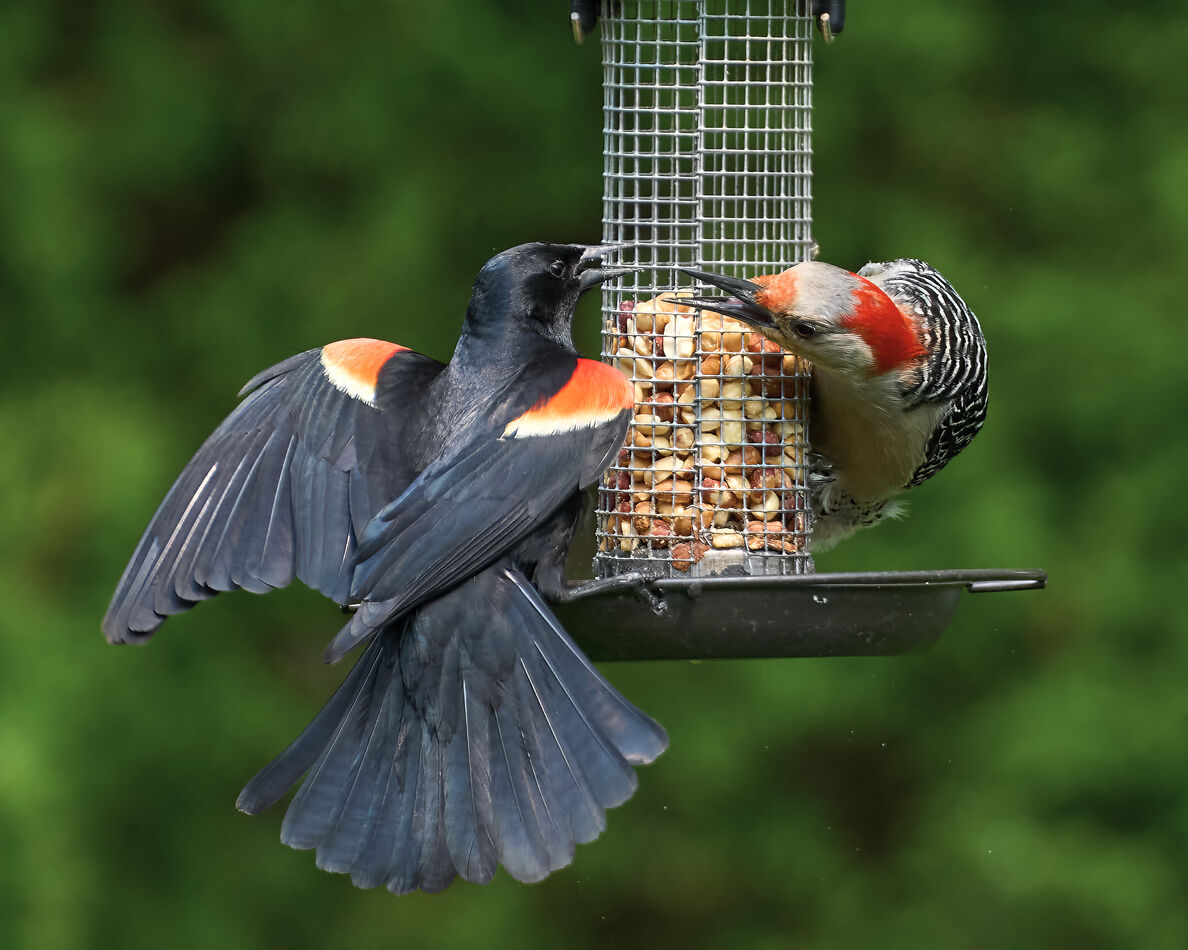 P-Nut Fight: Woodpecker won. :sm01:...