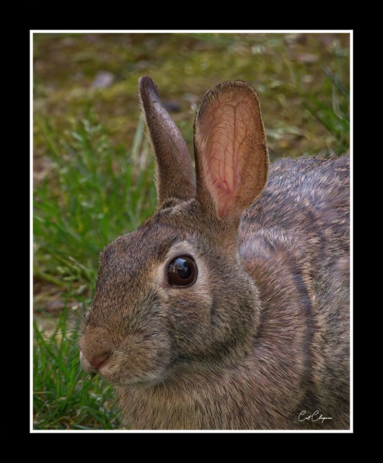 Rabbit, Squirrel & Birds: 🐰 🐿️🐦 visiting me in the backyard...