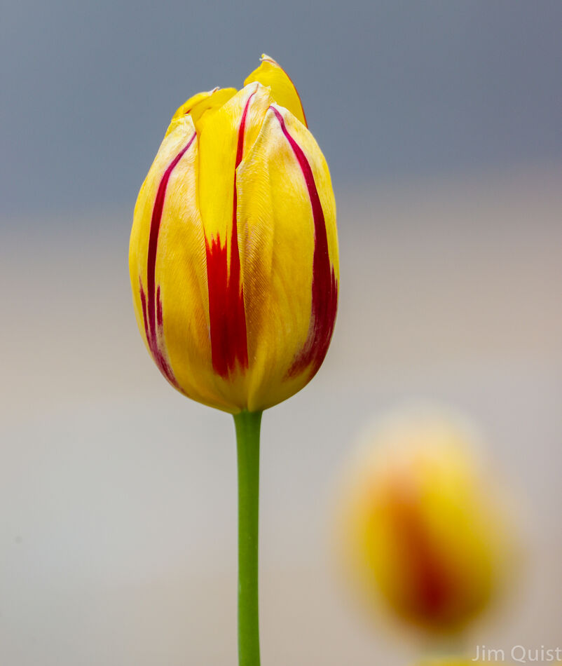 Tulip: Someone planted Tulips across the street from the VA Hospital in ...
