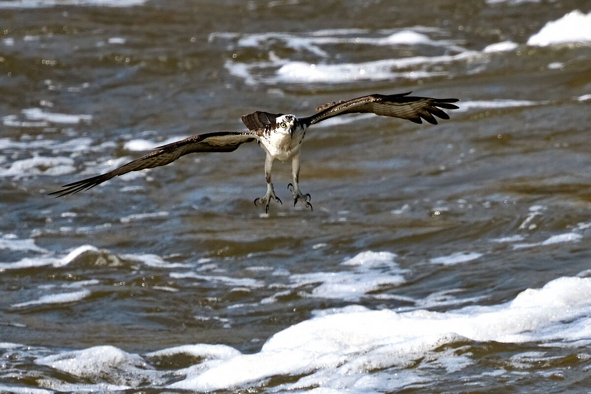 Osprey gets the fish - take 4: Jordan dam, Moncure, NC. April 18th ...