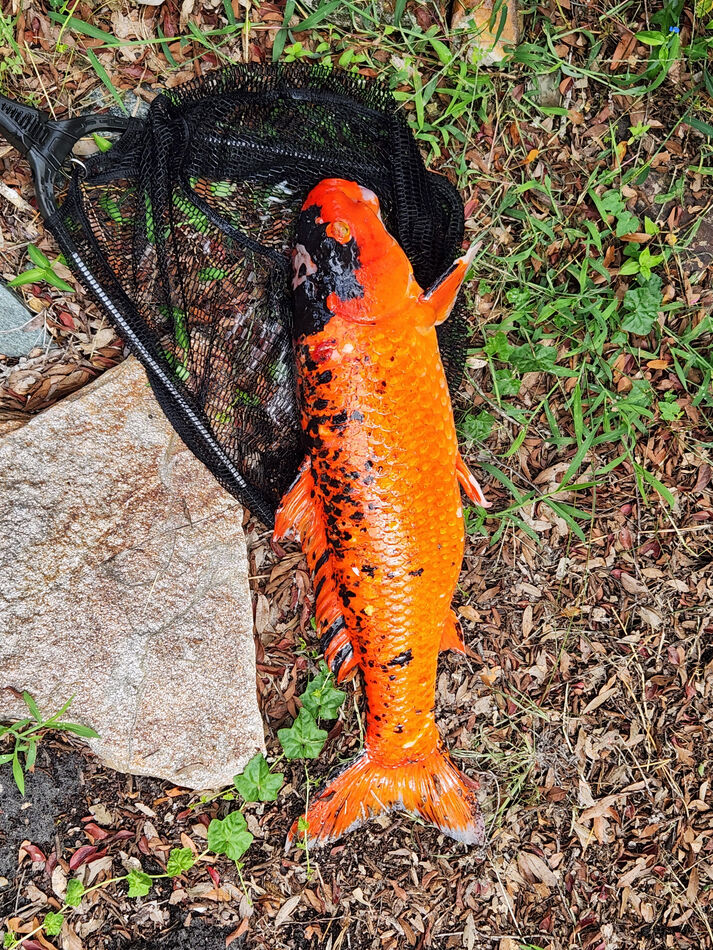 Sad day for my Koi: We lost one of our Kois today. We have had him for ...