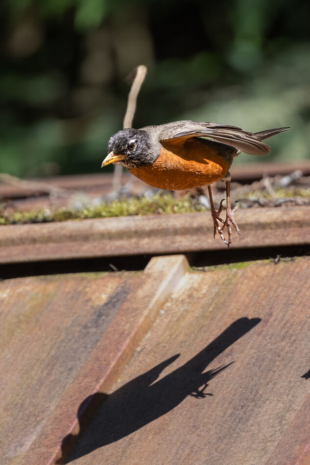 Rough Robin: This American Robin seems to be between molts. Luv On The ...
