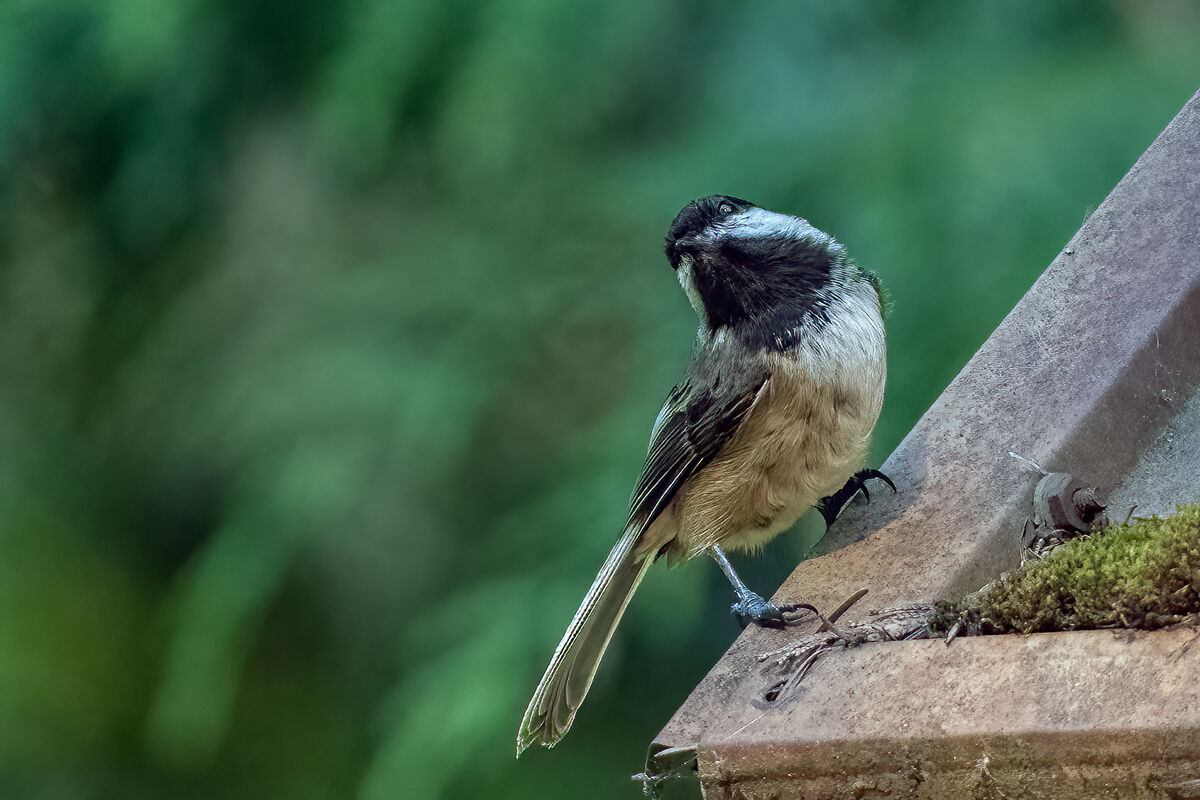 Black-capped Chickadee: Cute little guys. This one buzzed around while ...