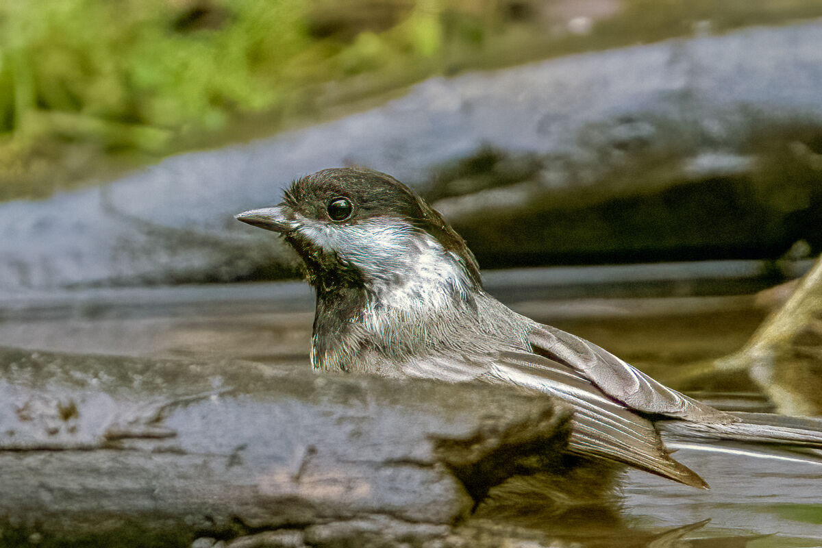 Black-capped Chickadee: Cute little guys. This one buzzed around while ...