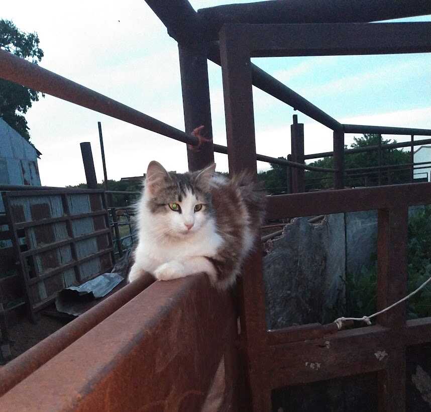 Barn cat: Caught her taking a well deserved break from her mouse hunting.