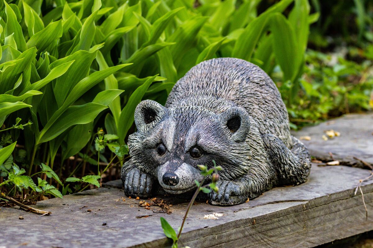 Racoon: Had a racoon run across the side yard then up to the pool get a ...