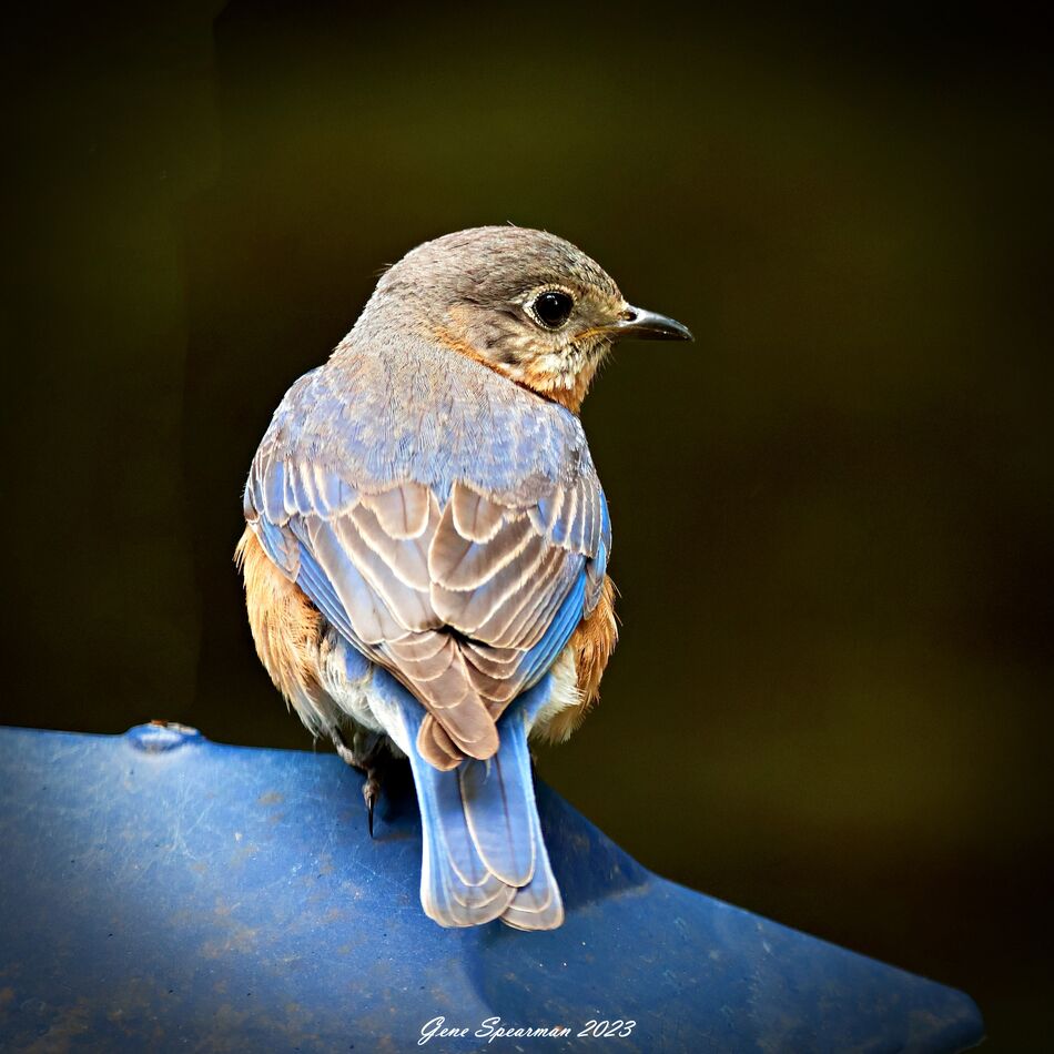 Eastern bluebird: Juvenile for sure.