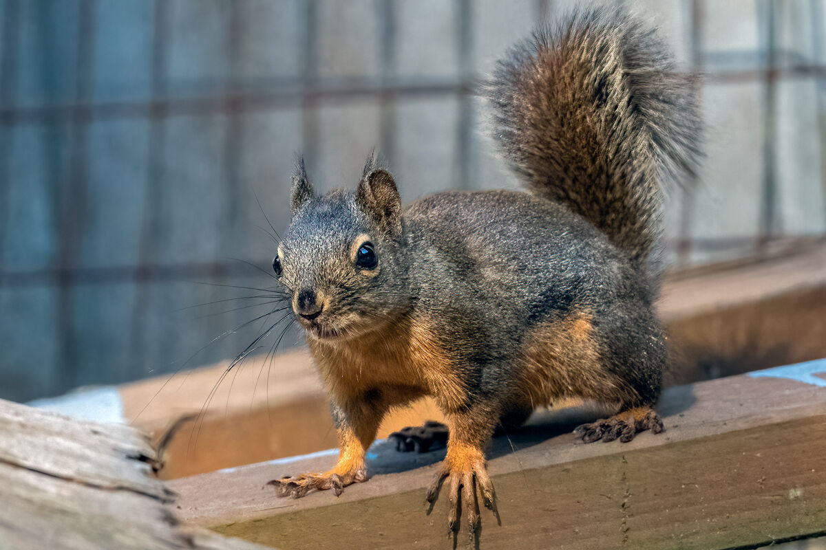 Squirrel: A few squirrel shots. Crazy little guy-takes on chickens ...