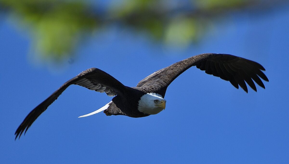 Bald Eagle fly-bys: A couple from last weekend at Carillion park ...