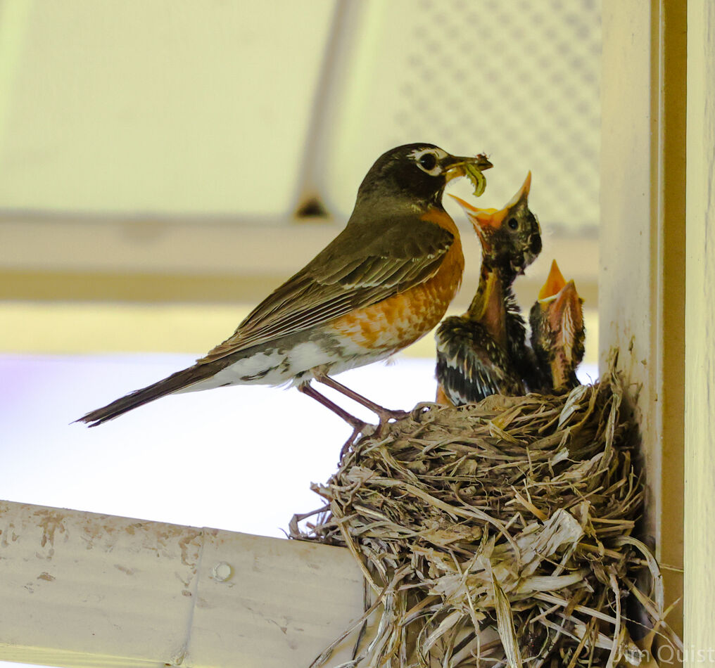 Robin Feeding Its Little One: Canon 1DX3, Canon 300 2.8, Canon 2x...