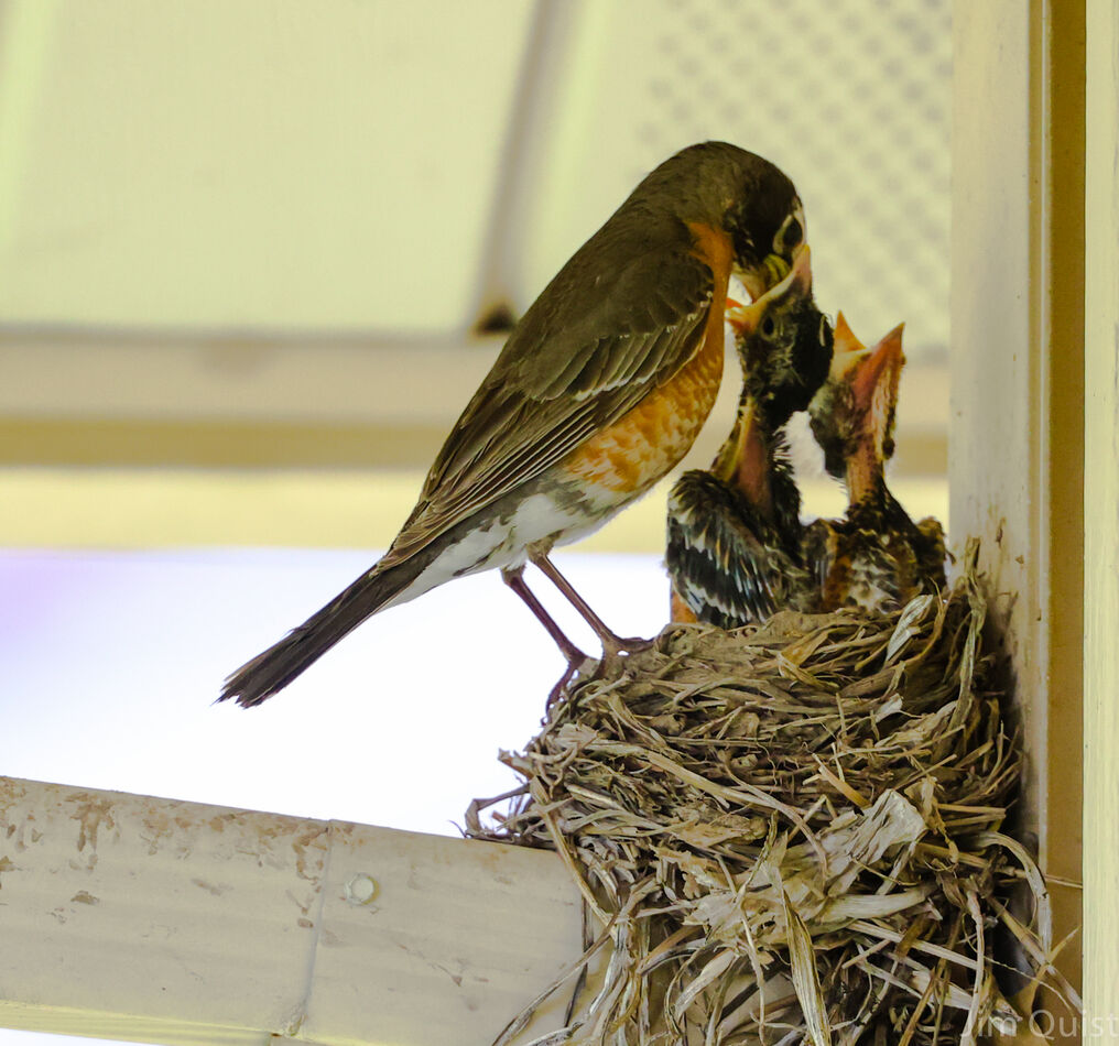 Robin Feeding Its Little One: Canon 1DX3, Canon 300 2.8, Canon 2x...