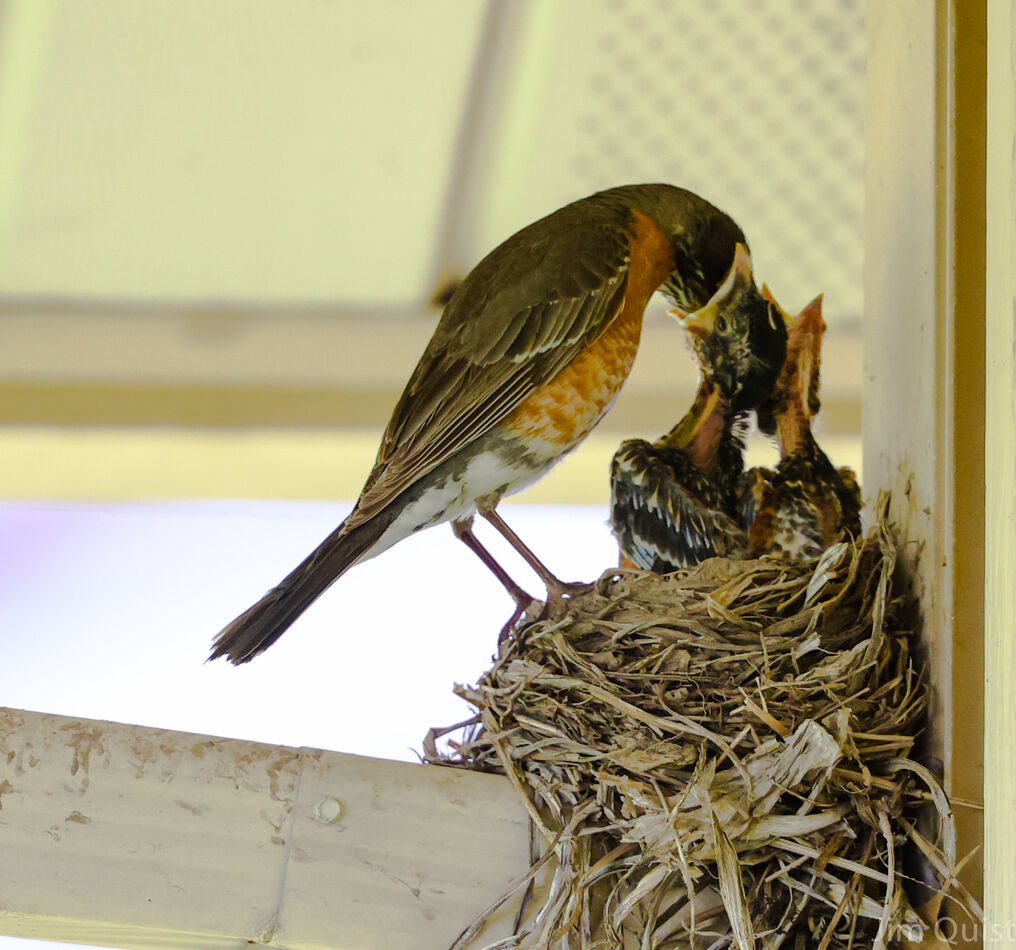 Robin Feeding Its Little One: Canon 1DX3, Canon 300 2.8, Canon 2x...