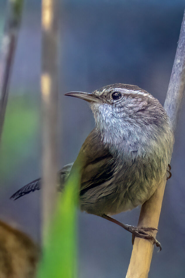 A Few from Our Yard: May 2 and 3 were stellar days this year in the PNW ...