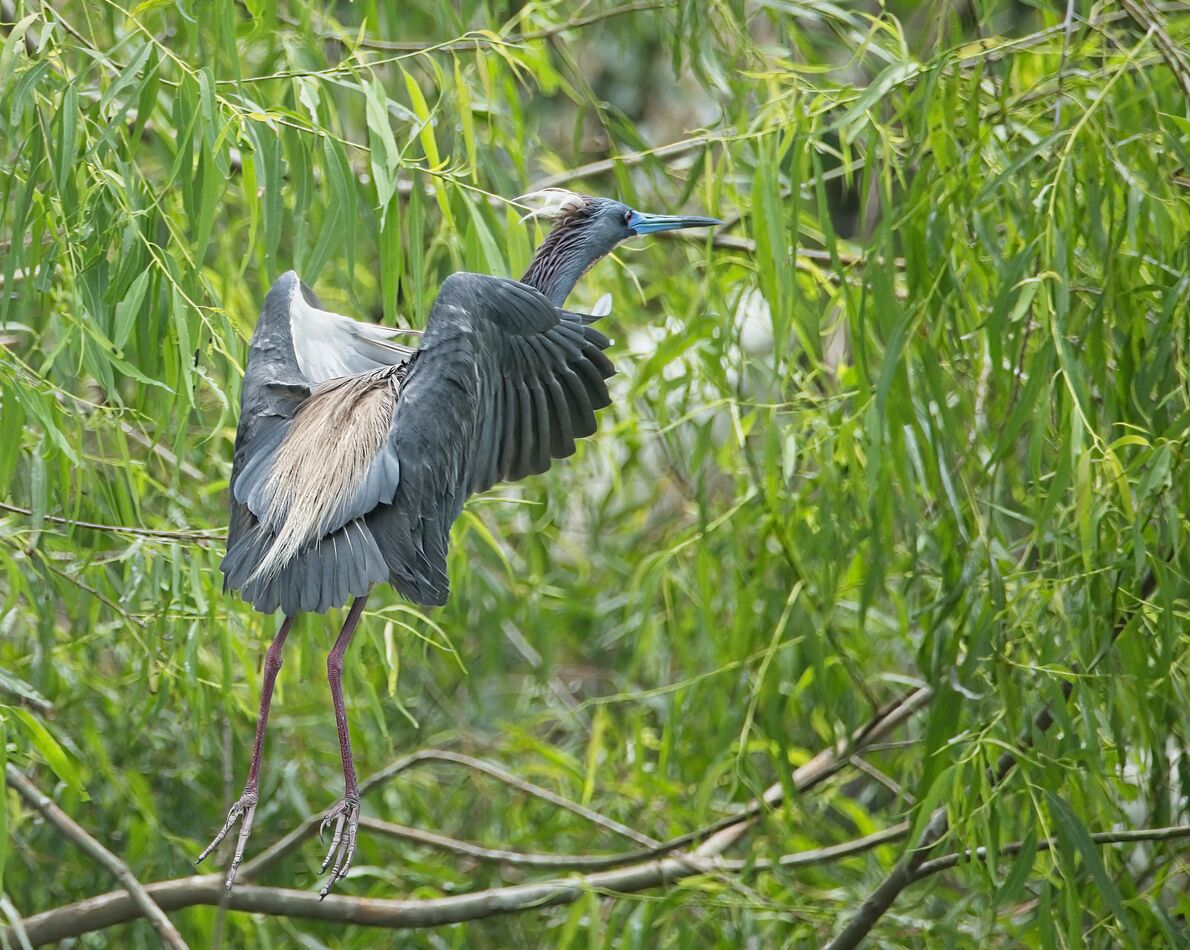A Treasure Trove of Tricolors: Some from the rookery at Smith Oaks ...