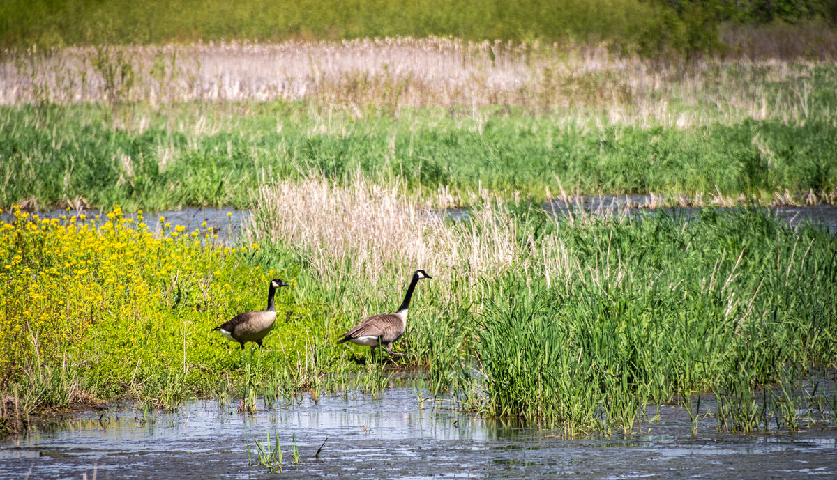 These Critters Enjoying Their Habitat: Eastern Madison County, Indiana ...