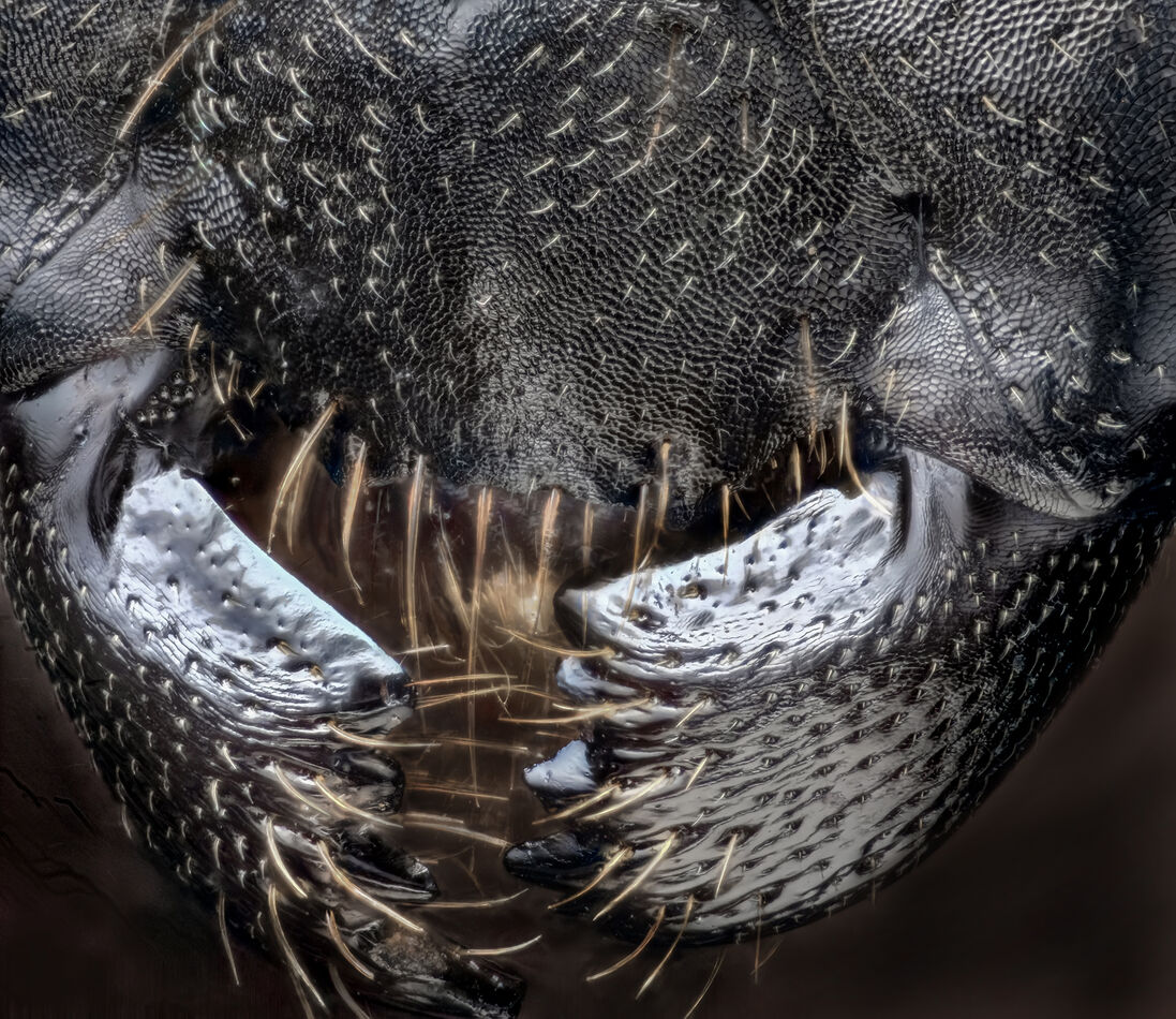 Focused Stacked Image of Ant Mandibles: This is a focused stacked image ...