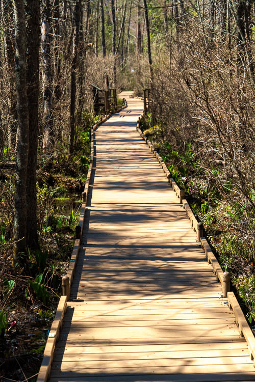 In the Bog: The walk through the bog opened for the season at the start of the month and I got a ...