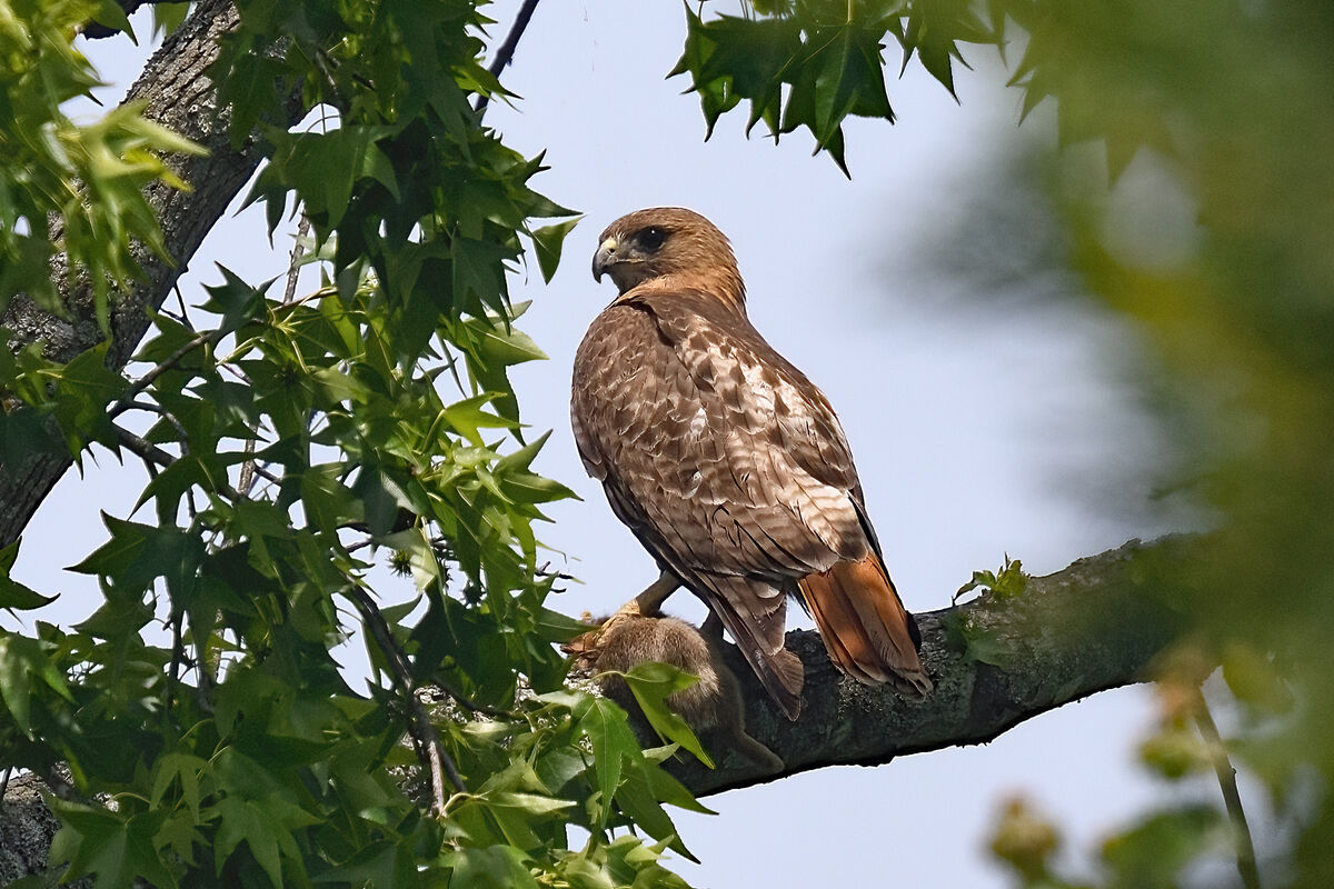 Red-tailed hawk with prey: Backyard, Cary, NC. Nikon D500, 300mm f/4 PF ...