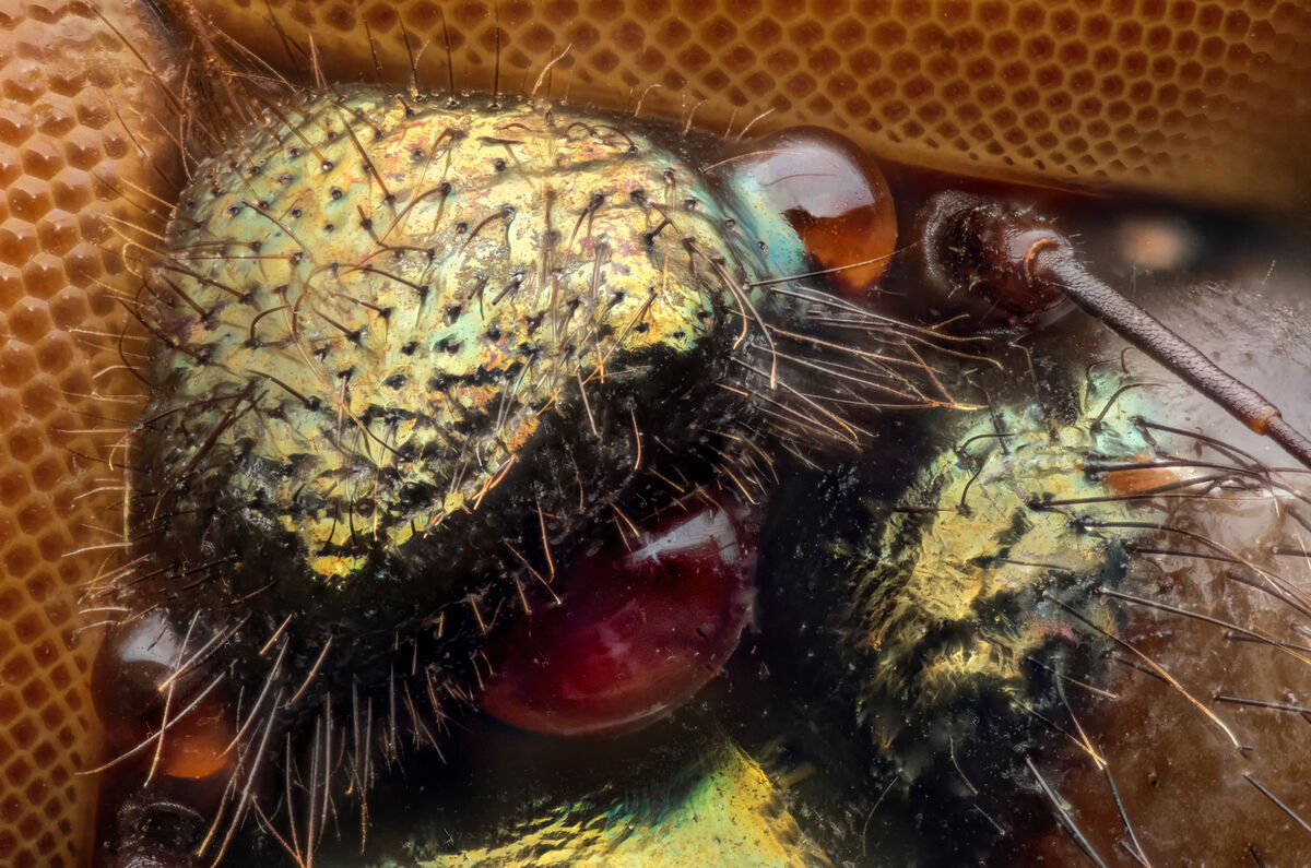 Focused Stacked Image of Dragonfly Ocelli: This is a focused stacked ...