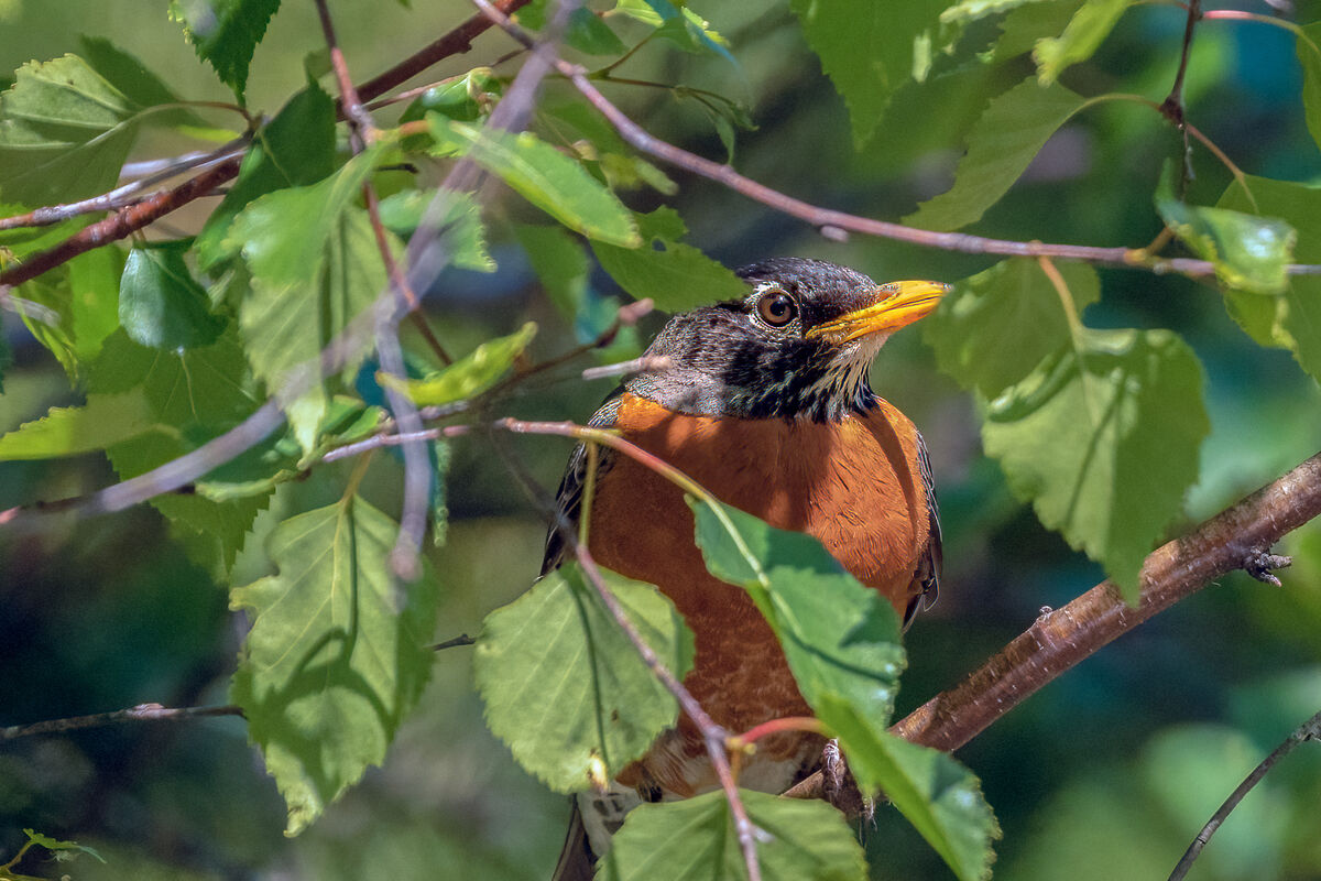 American Robin: Fun Set-Robins we have Robins! I see them everyday, all ...