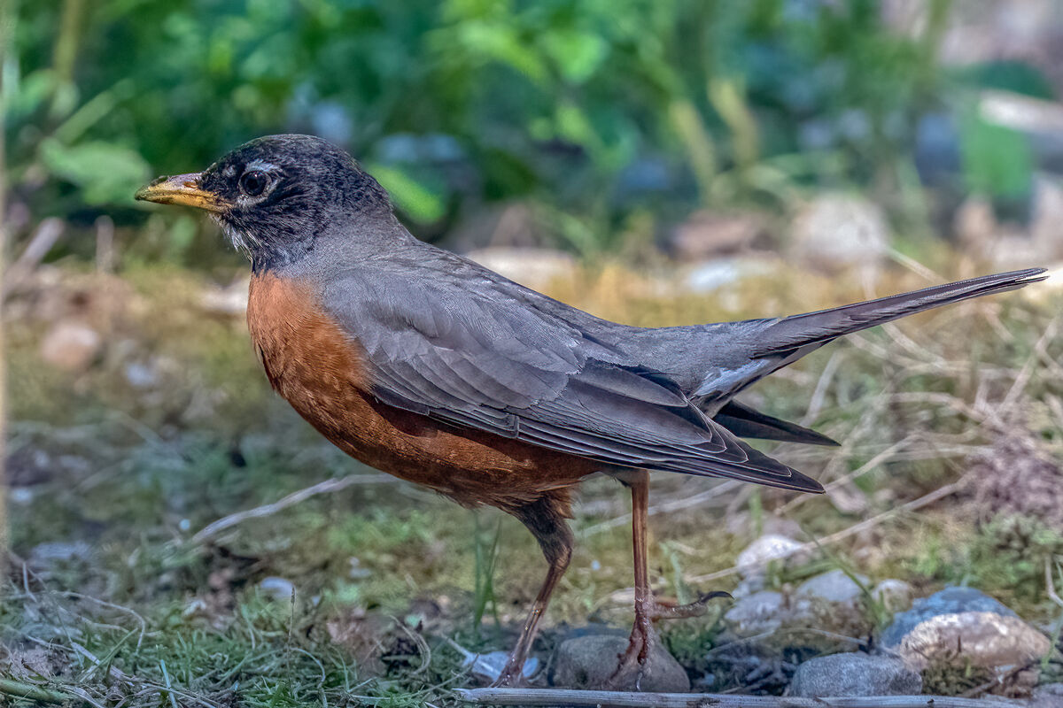 American Robin: Fun Set-Robins we have Robins! I see them everyday, all ...