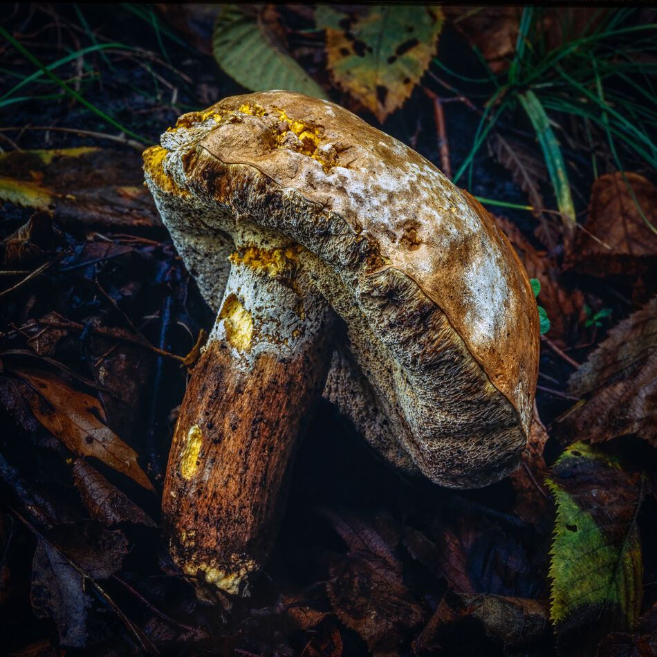 Grungy old mushroom: Another grungy old mushroom captured decades ago ...