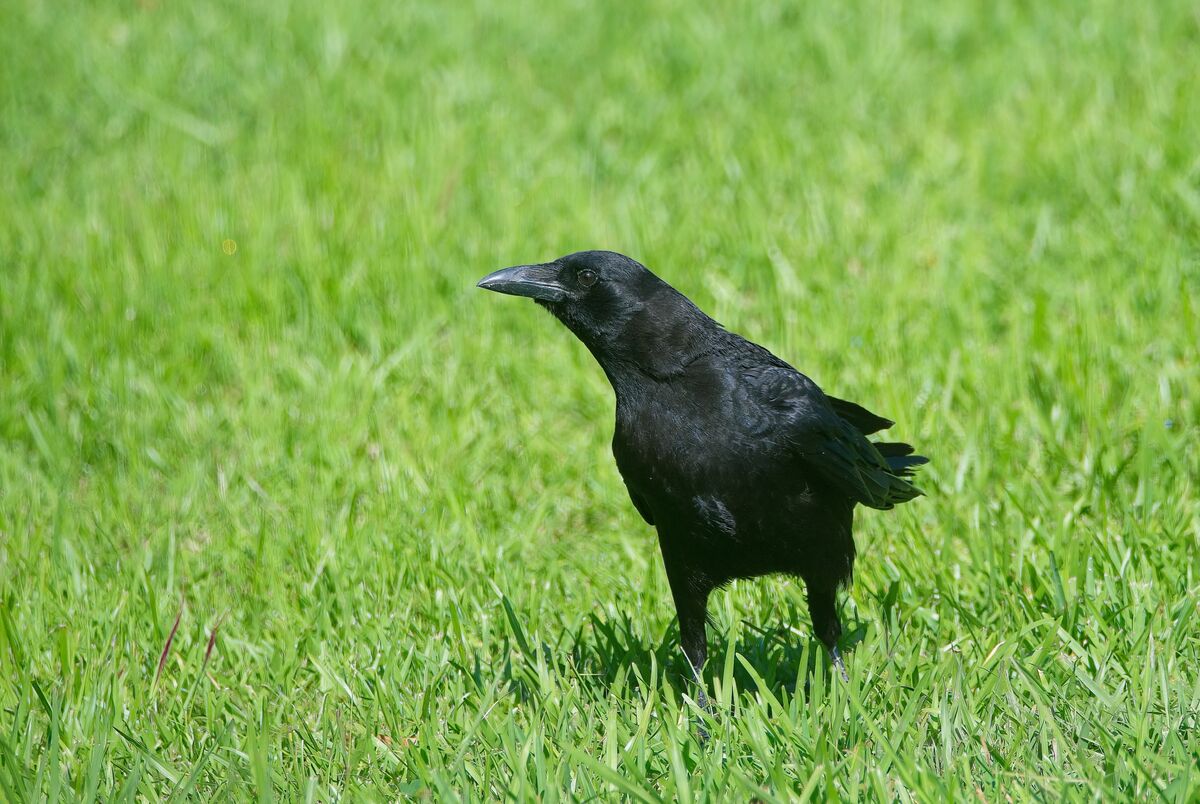Visitors in the Heat: It has been very hot here recently (high 90's ...