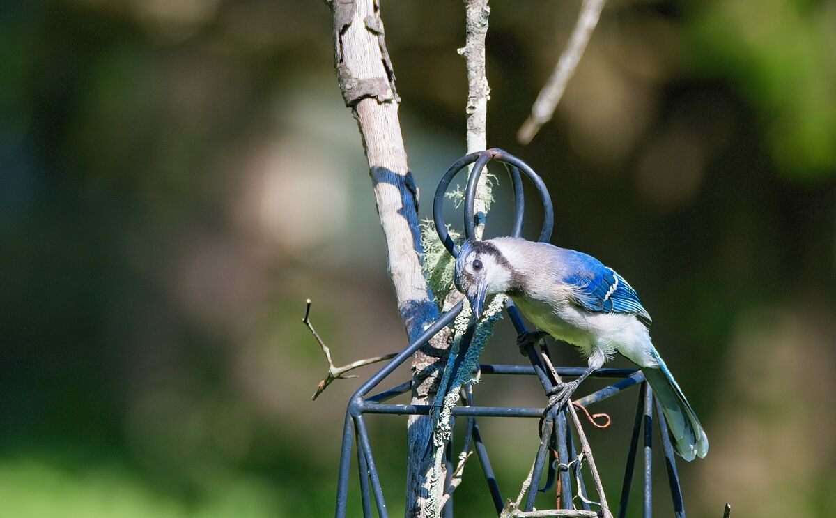 Visitors in the Heat: It has been very hot here recently (high 90's ...