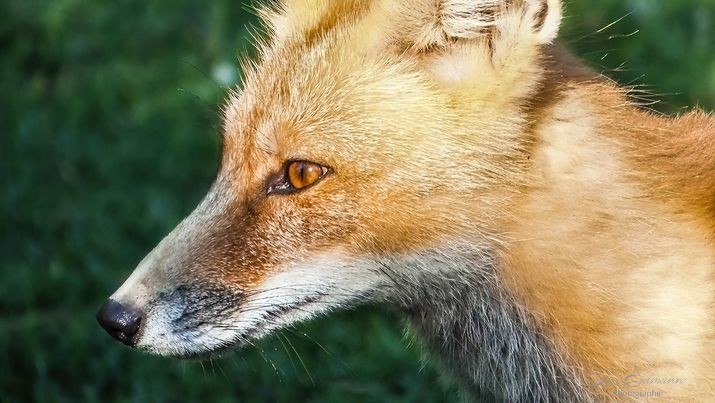 Red Fox: These are such pretty animals, I relize not everyone loves ...