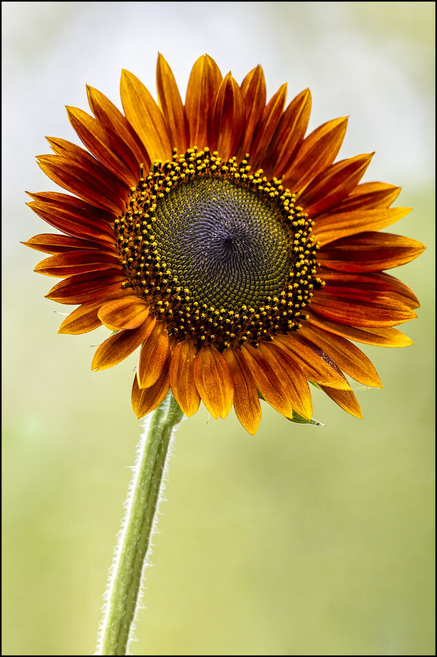 Large Sunflowers: I thought I was growing giant sunflowers, but these ...
