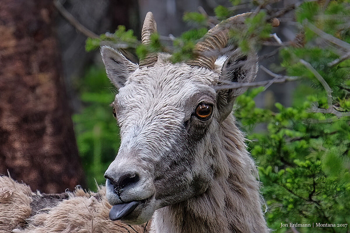 Ewe Bighorn: She was giving me that look, back in 2017...