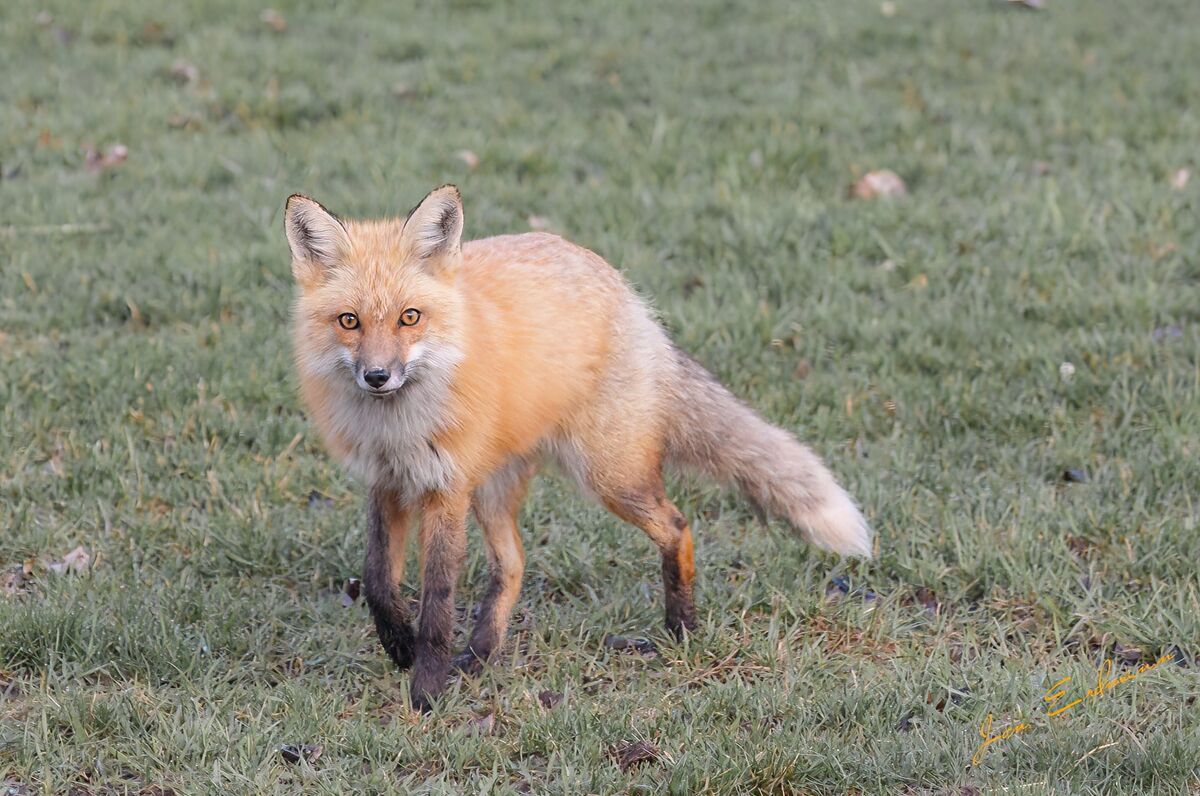Young Red Fox: Some of these foxes can be inquizative or totally skittish.