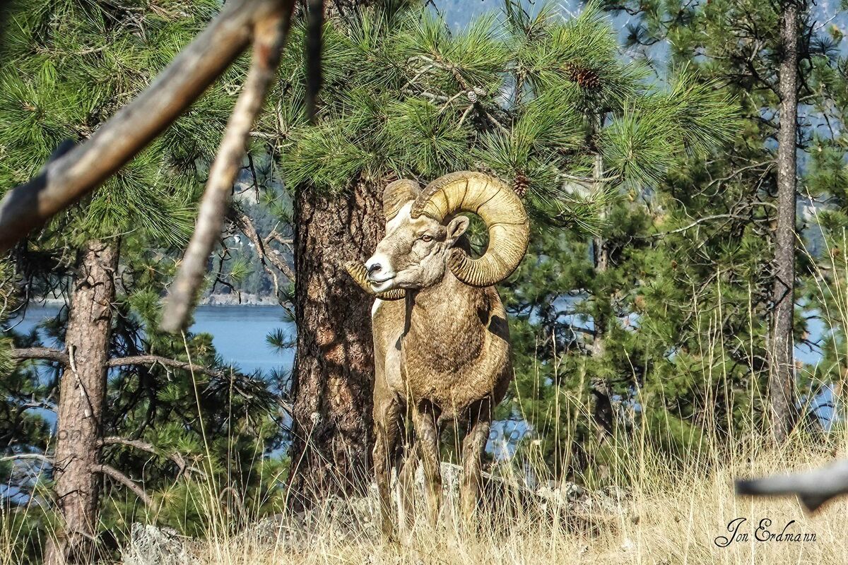 Bighorn Ram: Another bighorn ram on Hungry Horse Island, this one was ...