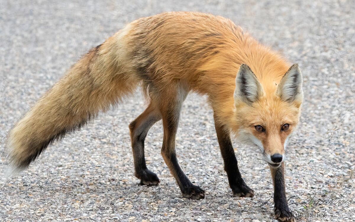 Friendly Red Fox: Found this little fox wondering the road into Two ...
