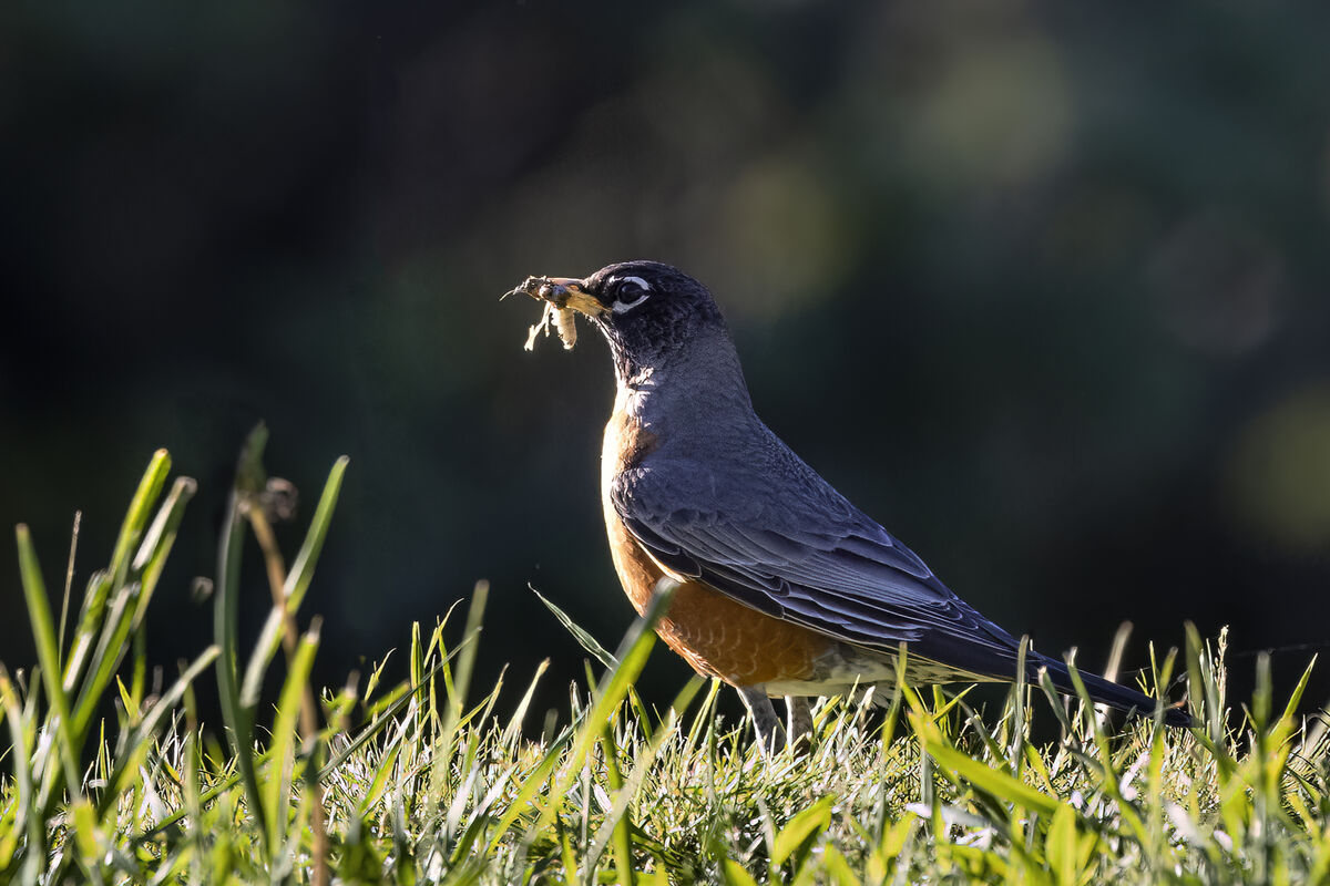 Robins: I happened upon these birds in Rathdrum Idaho. I still have not ...