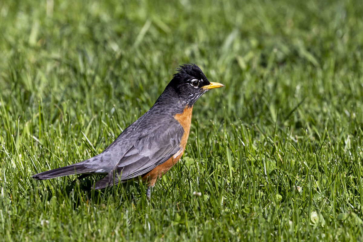Robins: I happened upon these birds in Rathdrum Idaho. I still have not ...