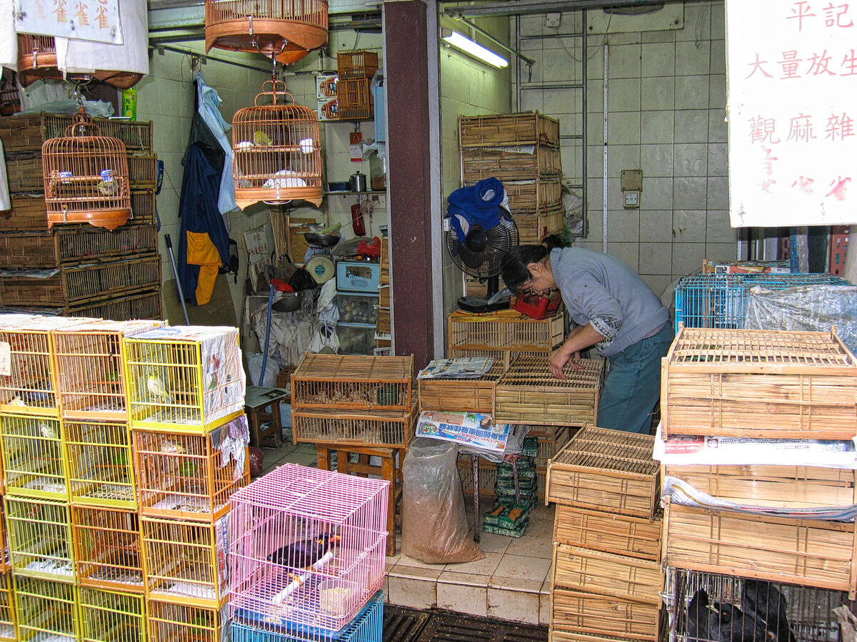 Hong Kong Part 16: The Yuen Po Street Bird Garden: We walked through ...
