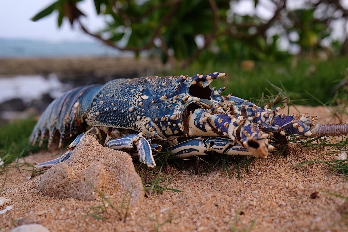 Just an empty shell: While strolling on the beach...